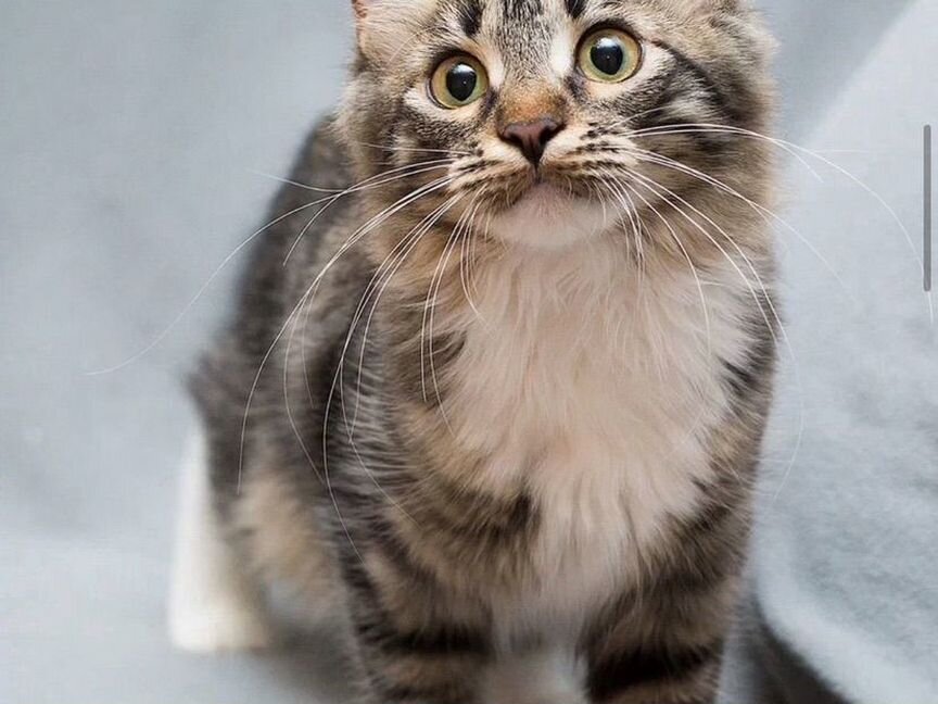 Кошка Мышка в дар