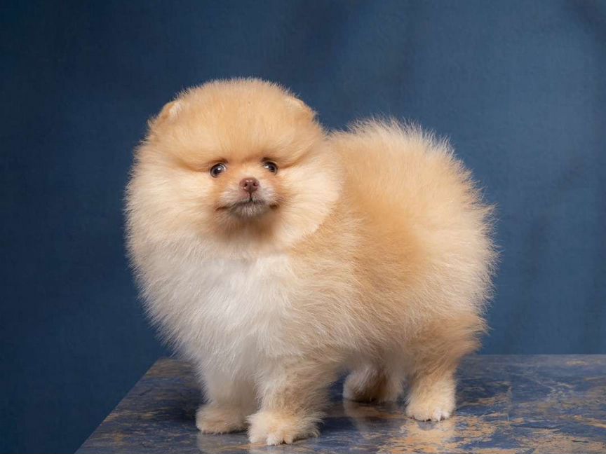 Померанский шпиц мини
