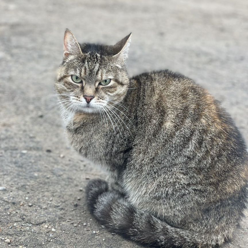 Кошки в добрые руки бесплатно