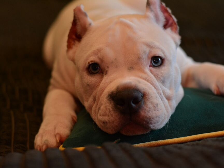 Американский булли классик девочка