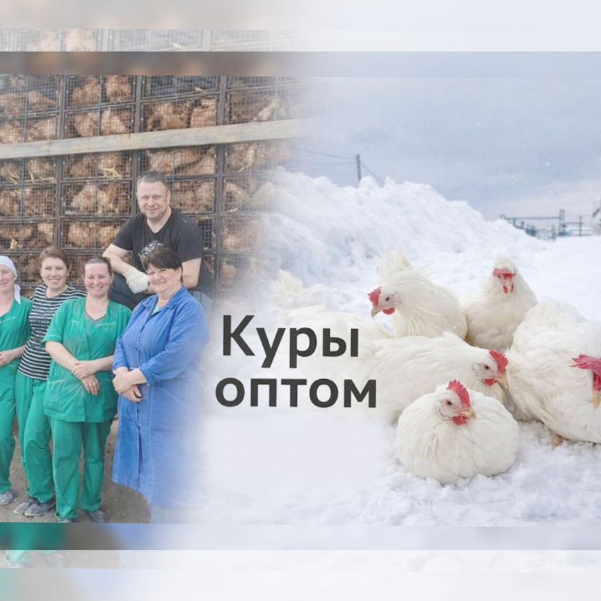 Несушка от 100 шт