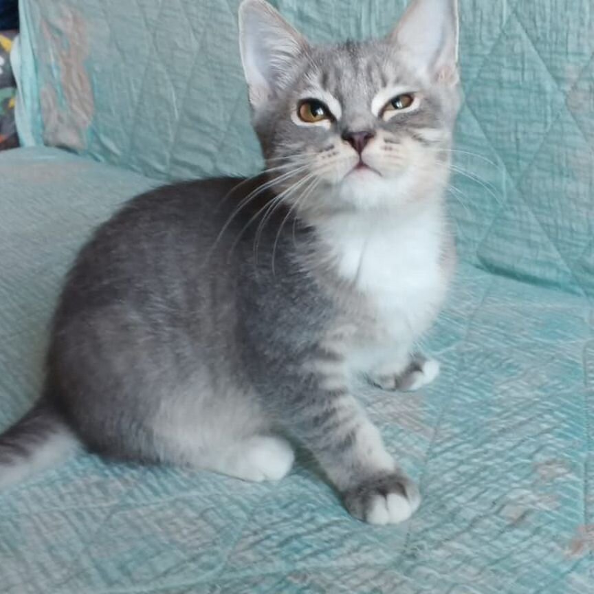 Котёнок мальчик 4 месяца