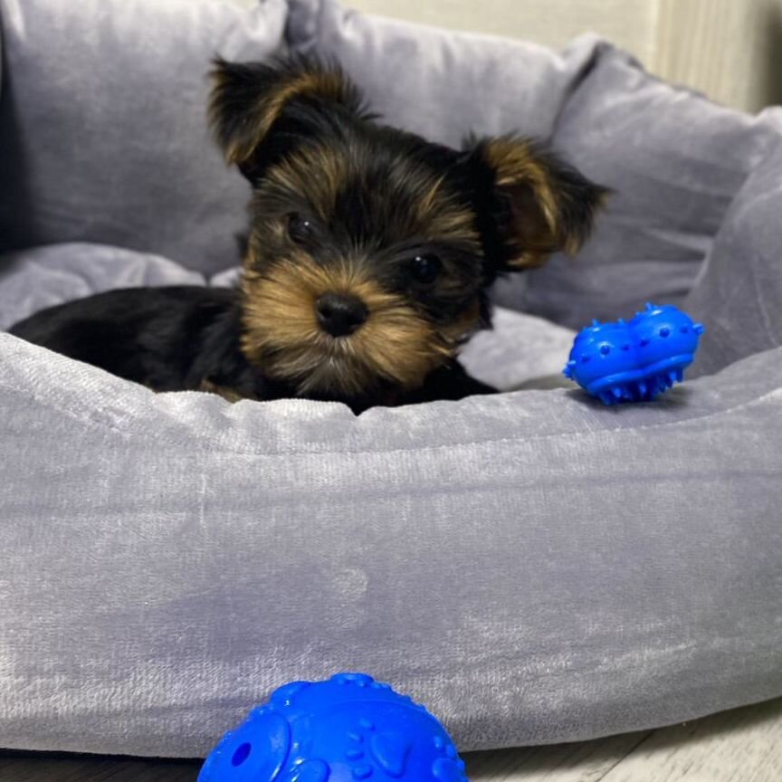 Йоркширский терьер, щенок