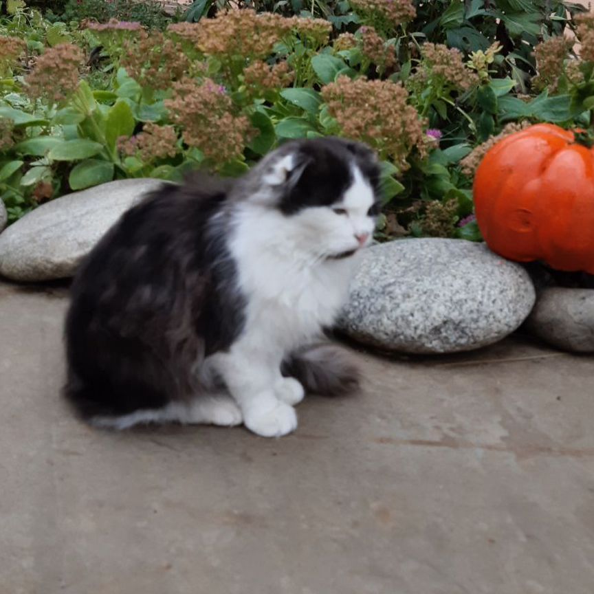 Вислоухий котёнок