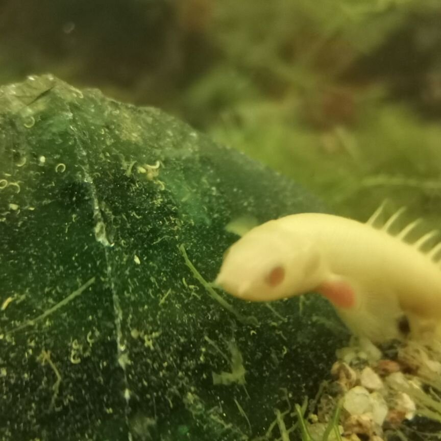 Полиптерус альбинос