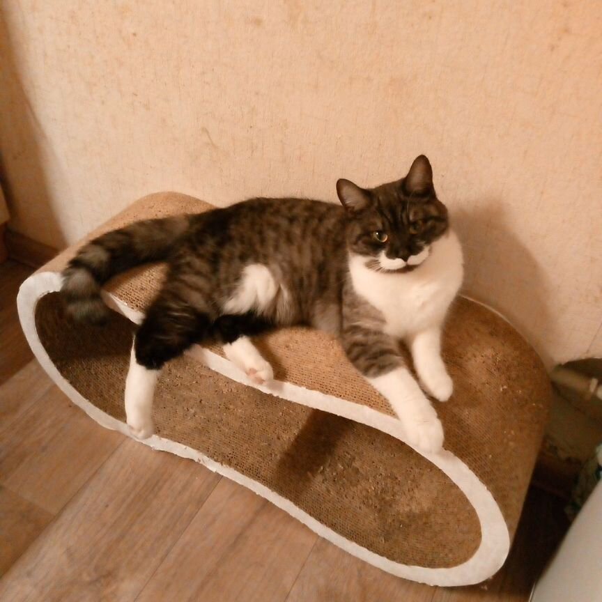 Кошку в добрые руки