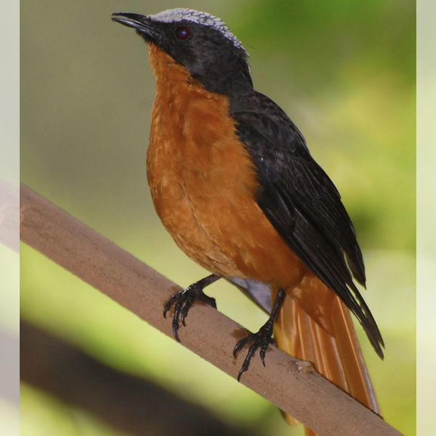 Белошапочная Чекановая Горихвостка