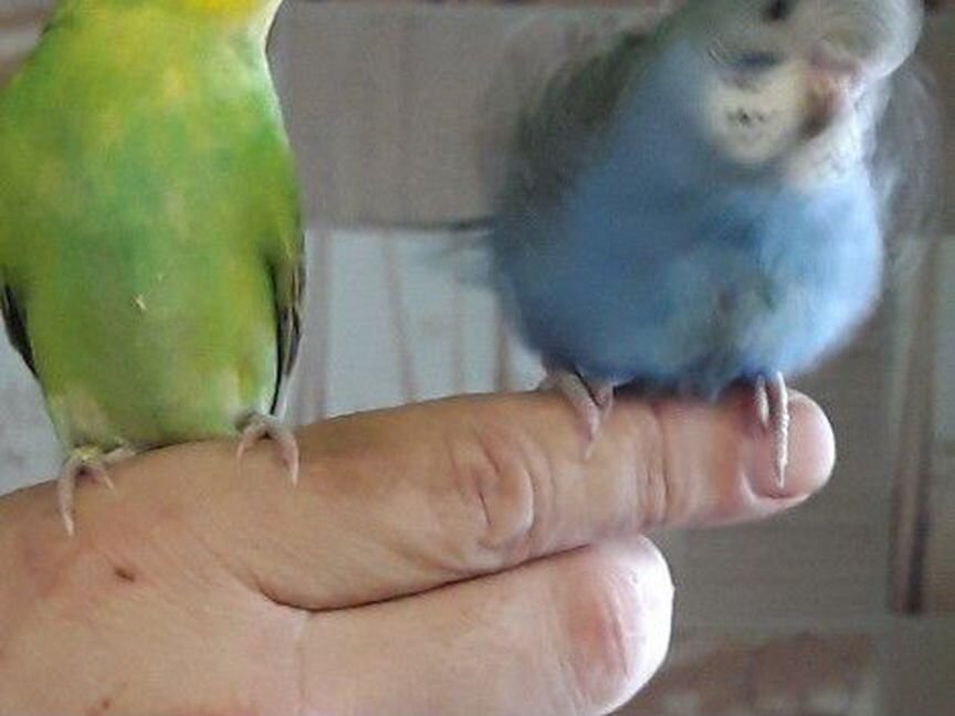 Птенцы волнистики