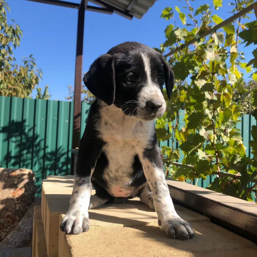 Помесь курцхаар