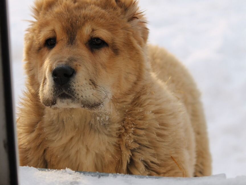 Щенки Среднеазиатская овчарка (алабай)
