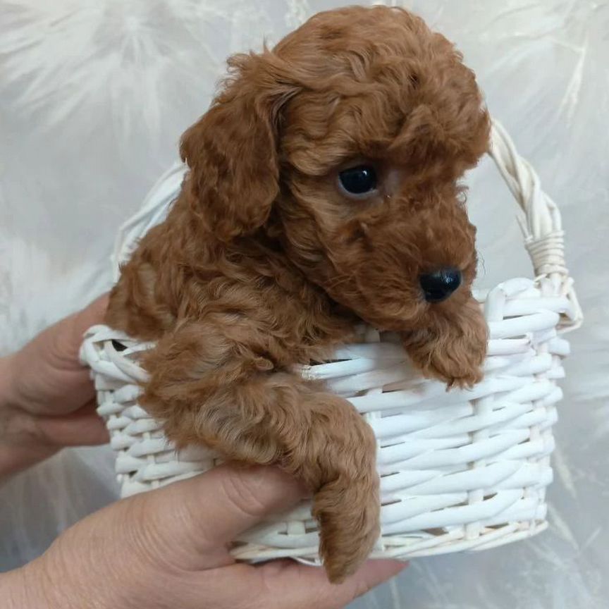 Той-пудель, щенок