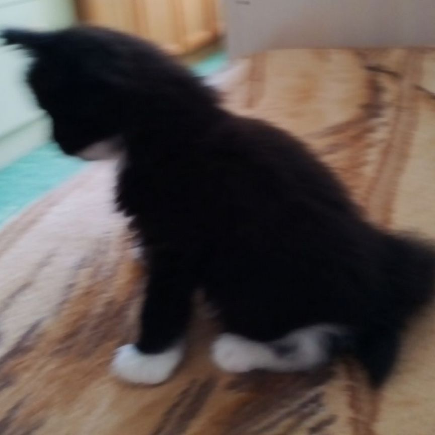 Котята мейкун
