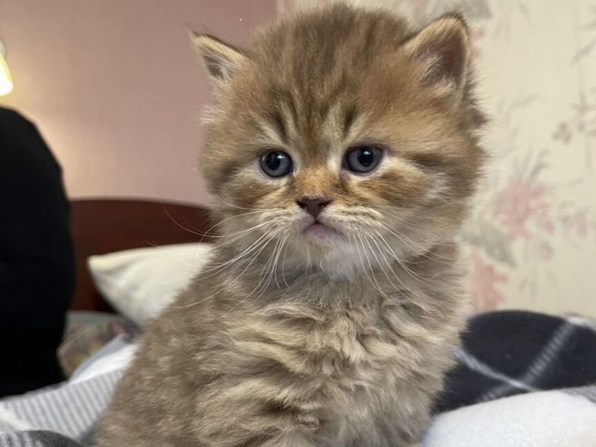 Британские длинношерстные котята