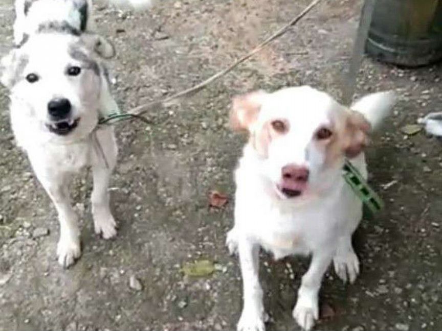 Два товарища, которые выбрались из ада