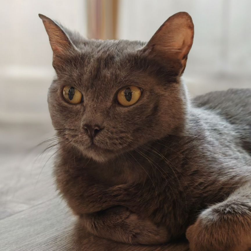 Британская короткошёрстная, взрослая кошка