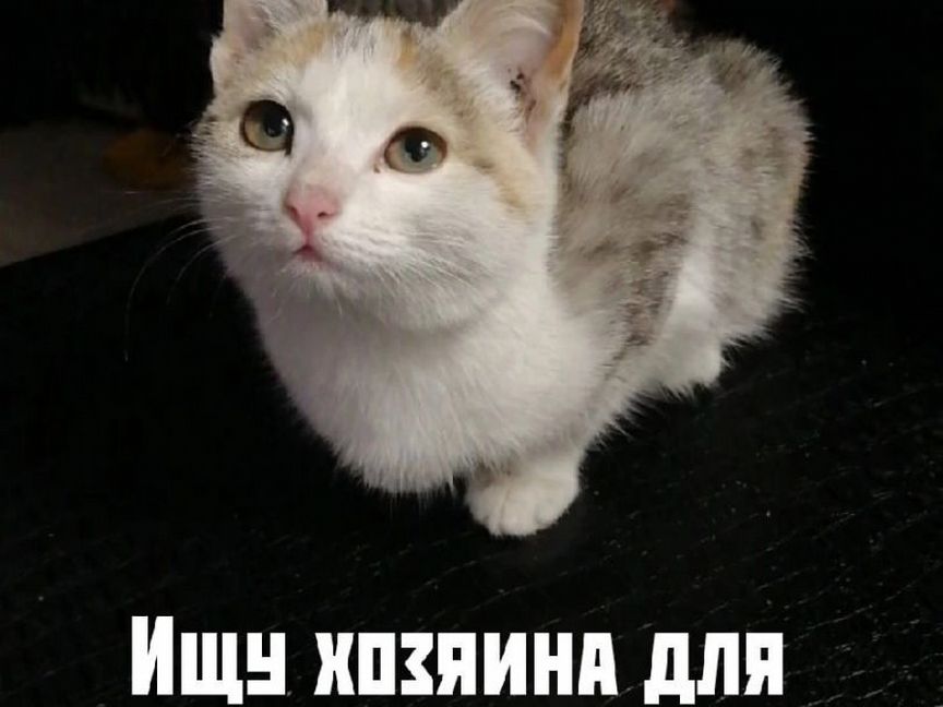 Невероятно ласковый котëнок
