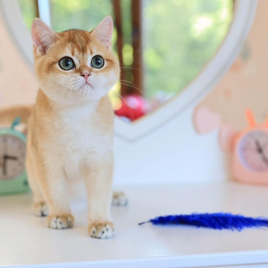Британские котята золотая шиншилла