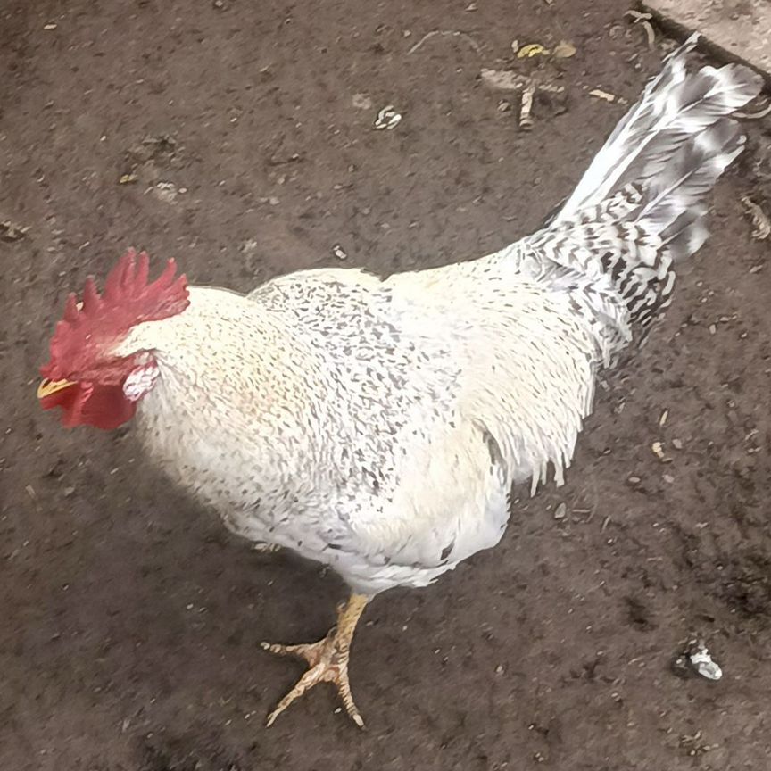 Курицы несушки