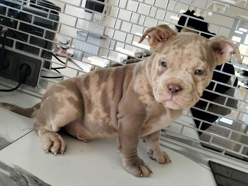 Американский булли