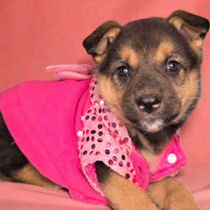 Щенок в добрые руки