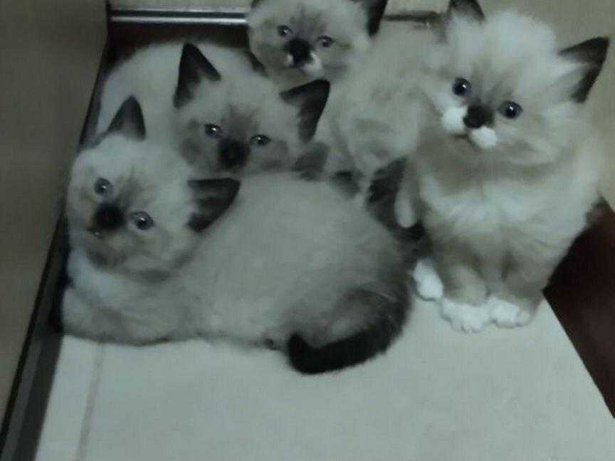 Котята
