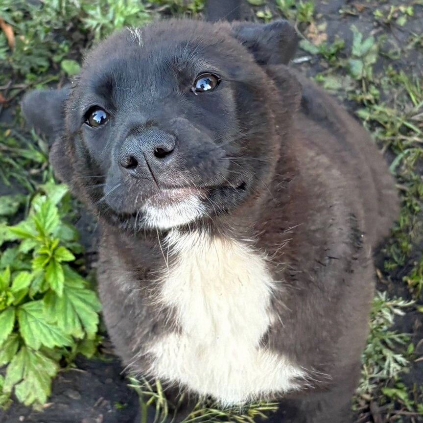 Щенок в добрые руки