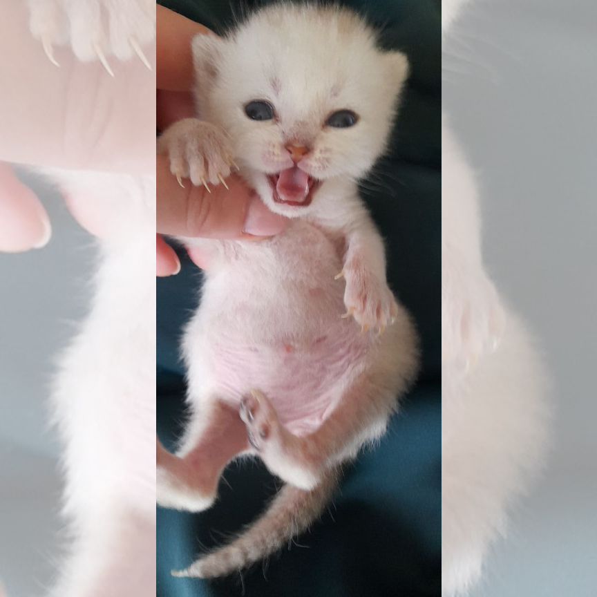 Шотландский вислоухий короткошёрстный котёнок