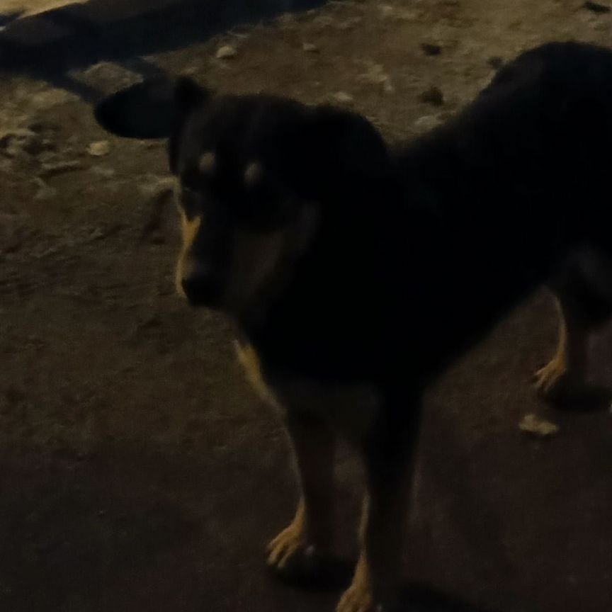 Собачка потерялась