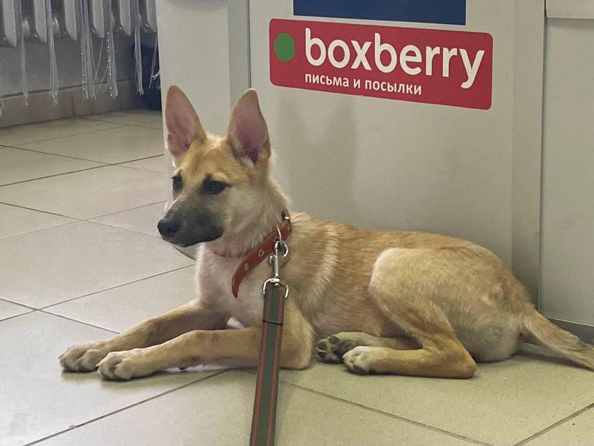 Бельгийская овчарка малинуа