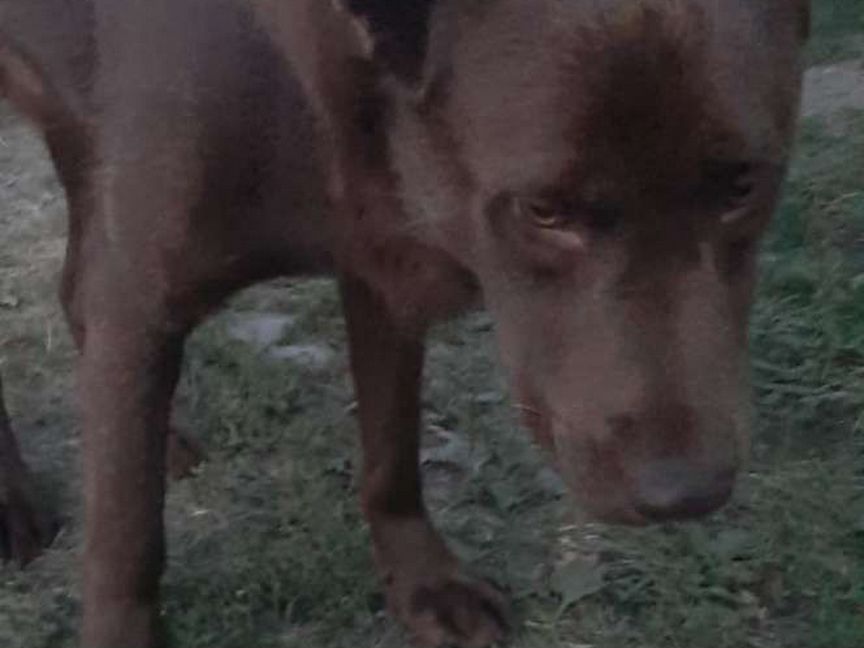 Ласковый Кексик ищет дом