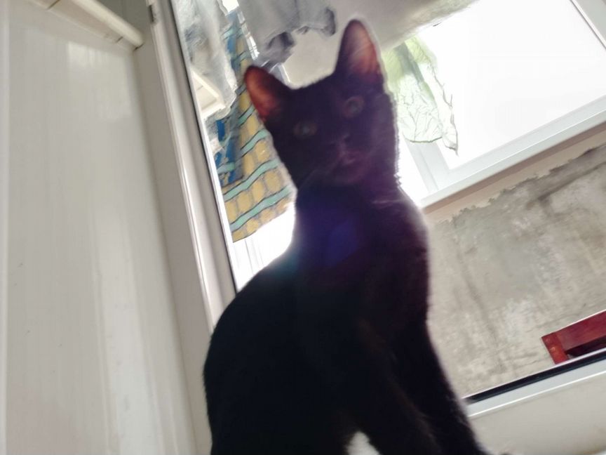 Котята в добрые руки бесплатно