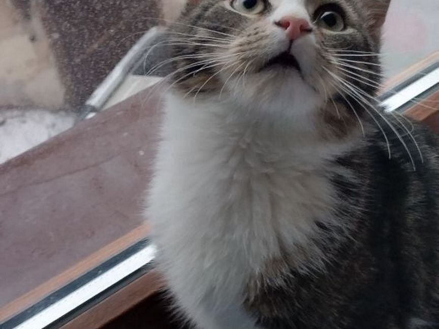 Котенок сокровище