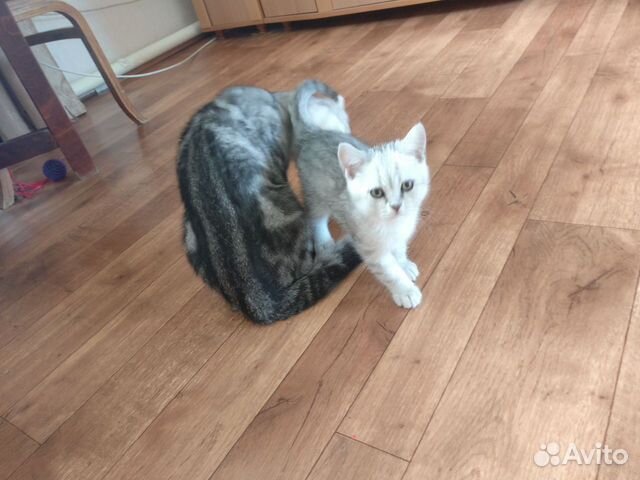 Котенок(девочка) шотландской породы(Скоттиш-страйт