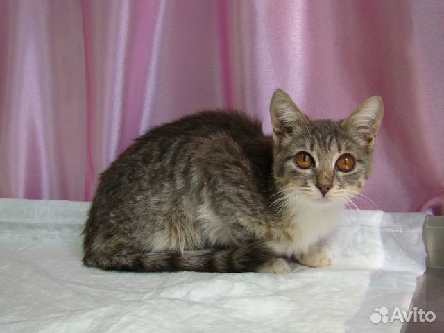 Кому самую нежную, уютную кошечку Лилу