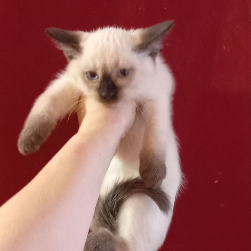 Тайские девчули