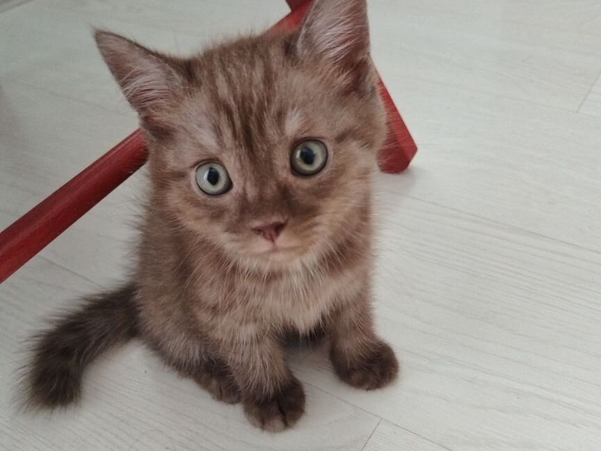 Котенок в добрые руки