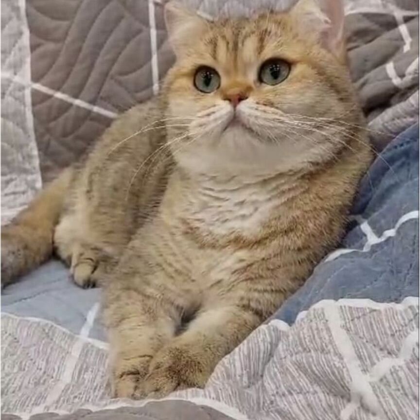 Британская короткошёрстная, взрослая кошка