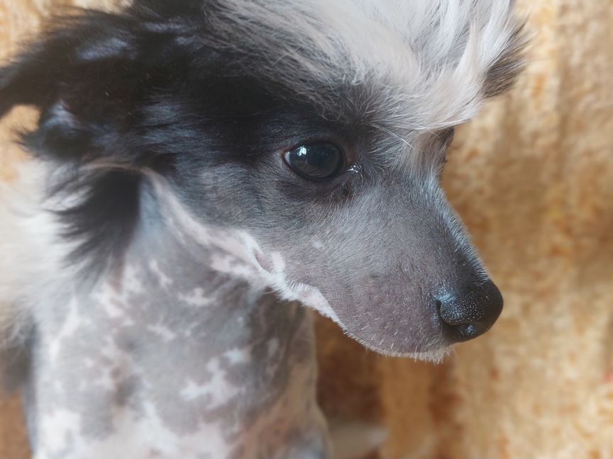 Китайская хохлатая стандарт мальчик