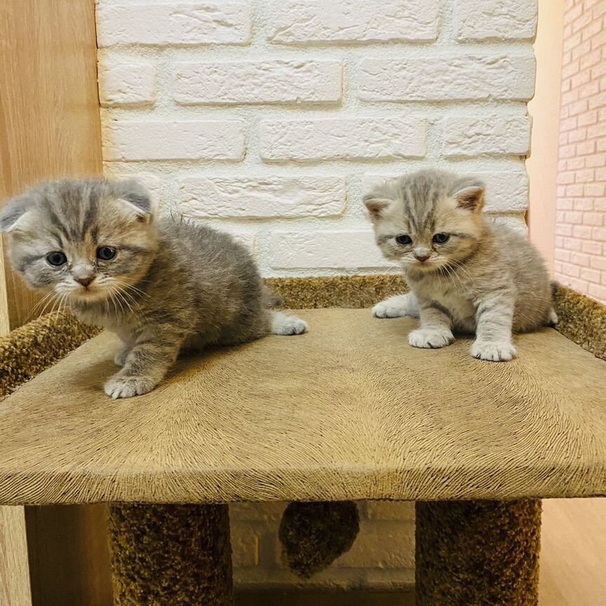 Шотландские плюшевые малыши