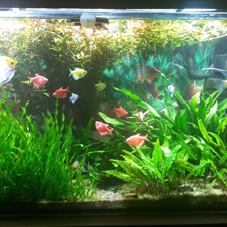 Аквариумные рыбки