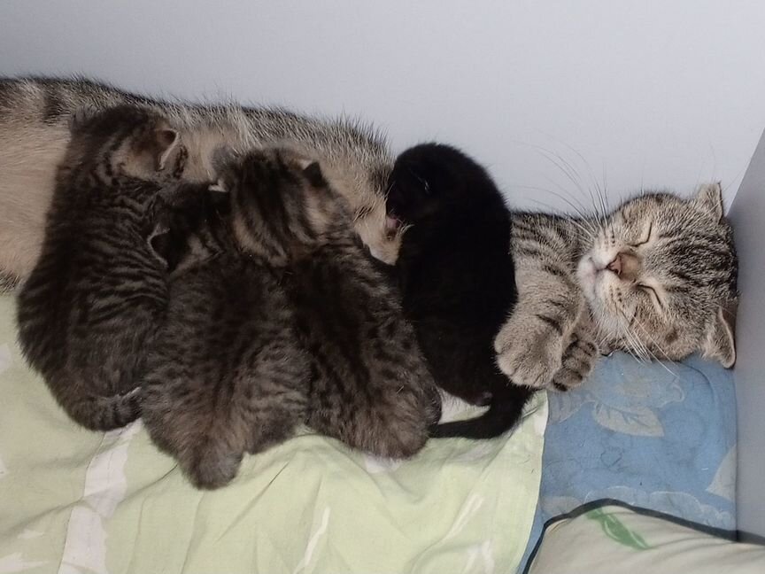 Котята в добрые руки