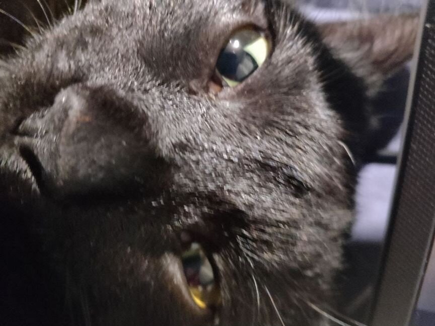 Кот Тимофей