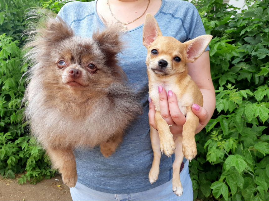 Чихи шпицы и другие скор клуб нновгд