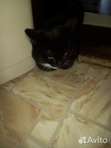 Кошки бесплатно