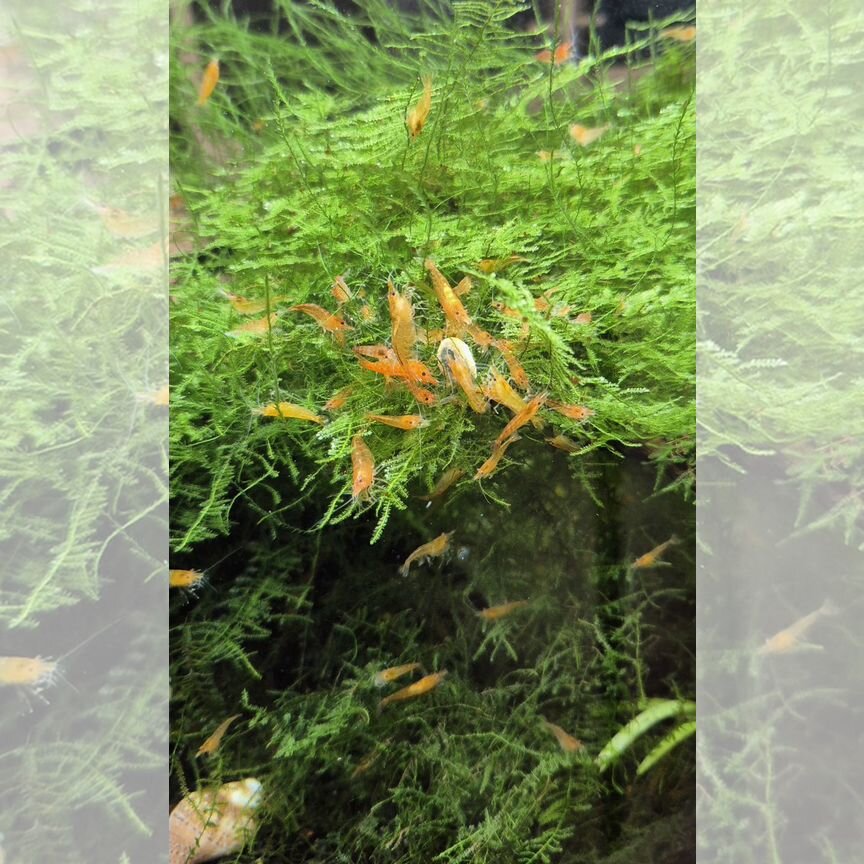 Аквариумные креветки оранж