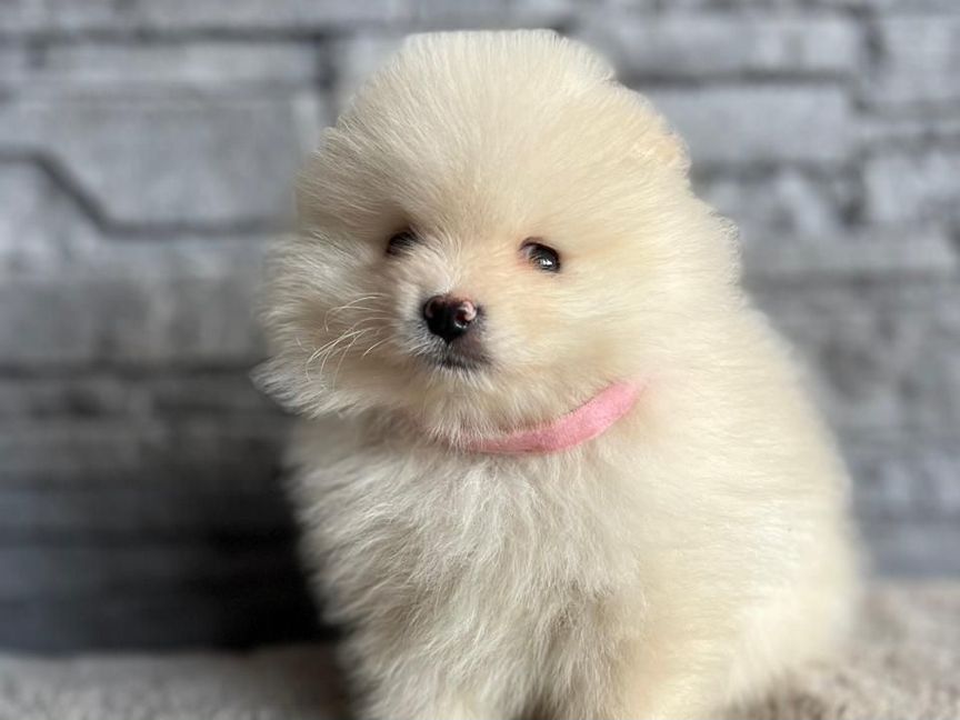 Померанский шпиц