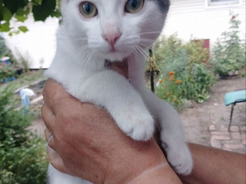 Котенок Зоя