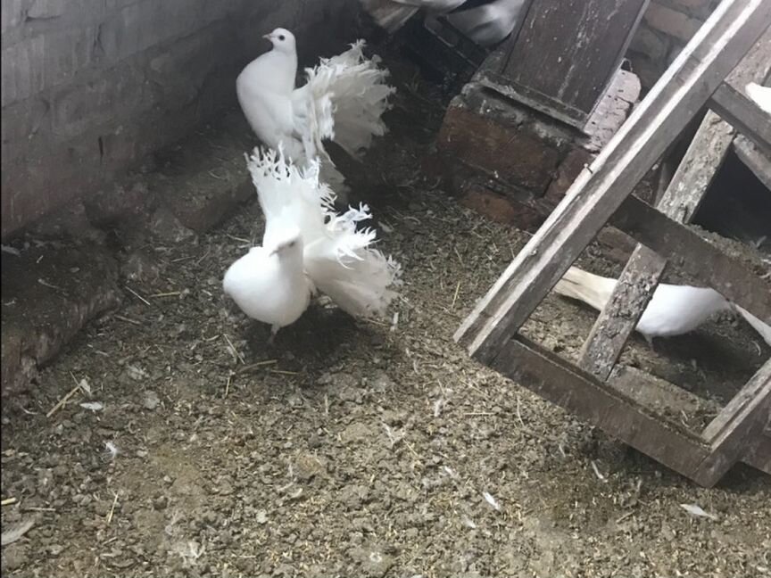 Голуби почтовые