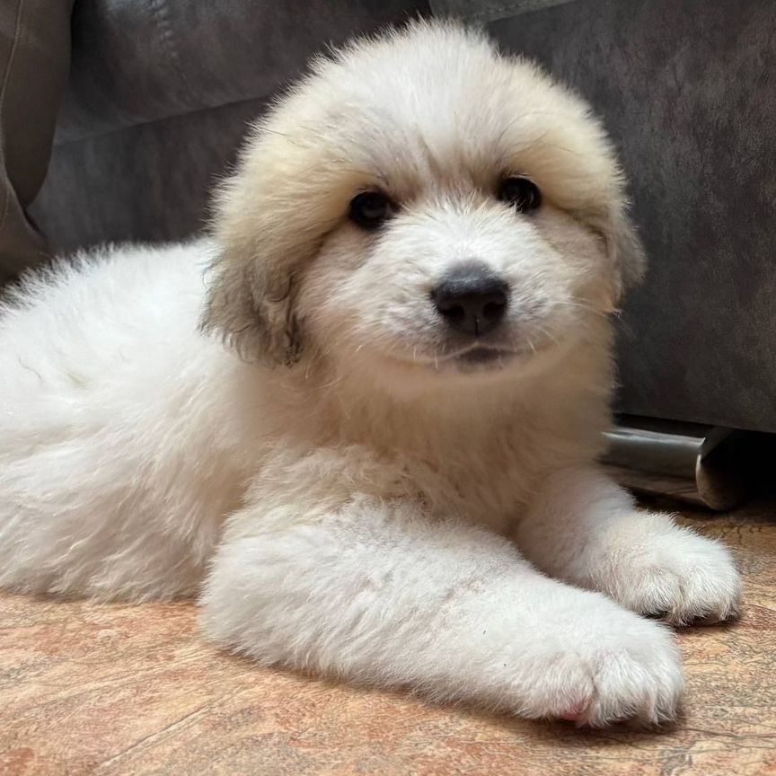 Щенок пиренейской горной девочка Лайма