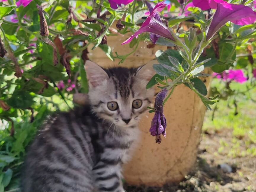 Котенок мальчик